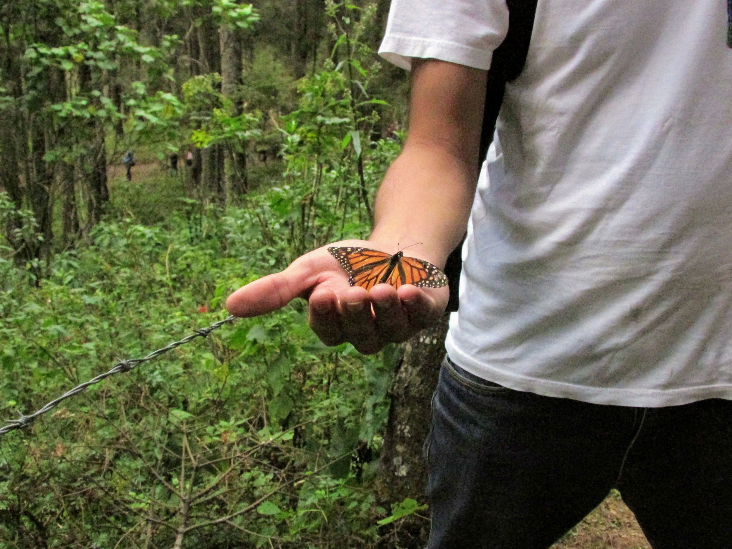 A visitor's guide to the monarch butterfly migration sanctuary in Mexico
